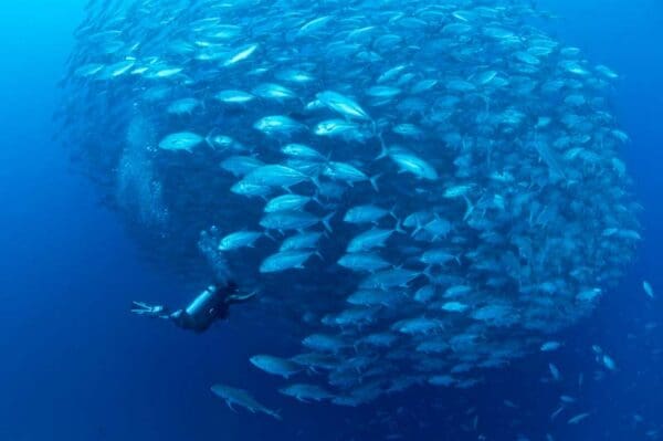 Atmosphere Resort - a boutique dive retreat in the Philippines - Scuba ...